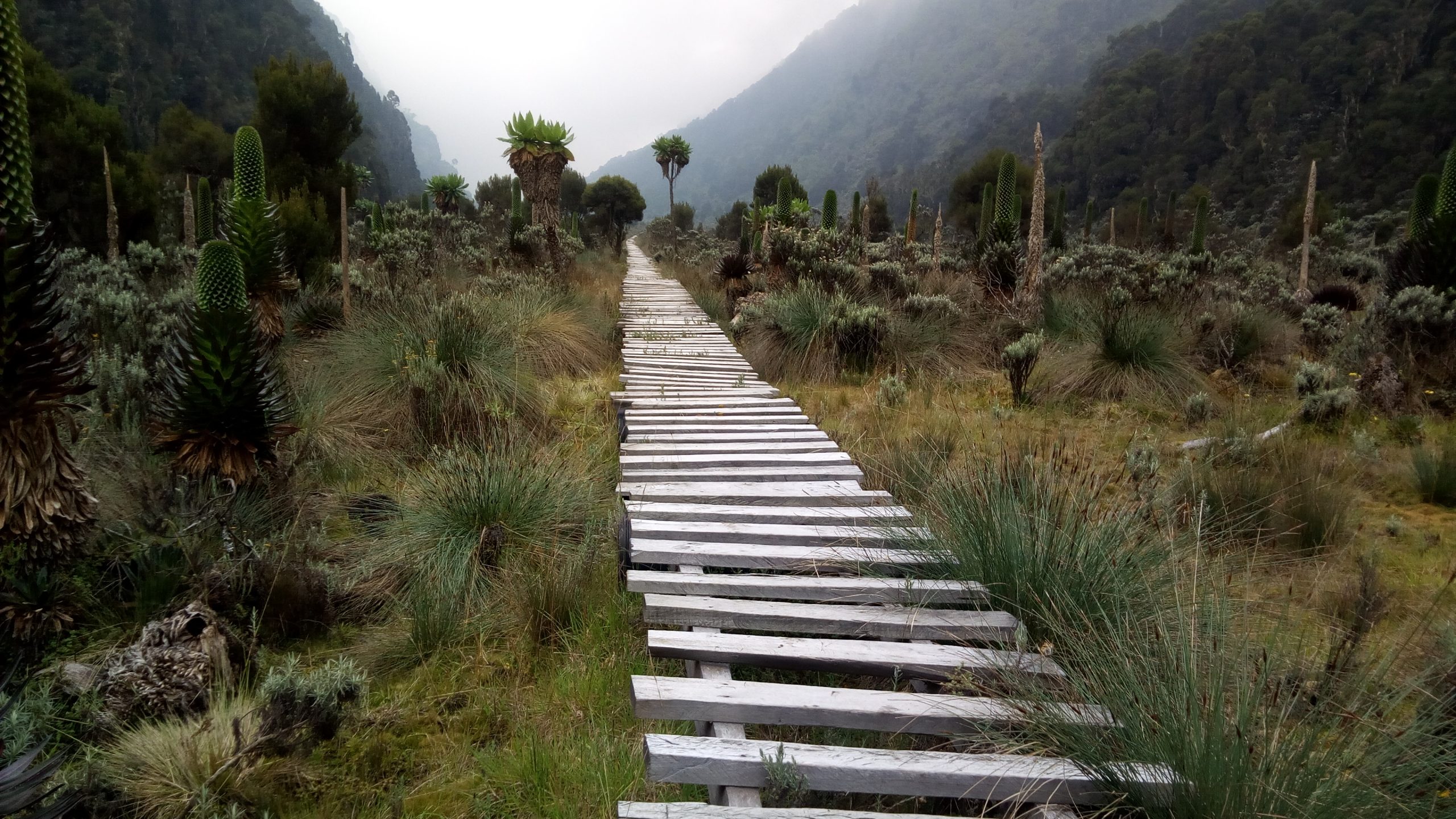 5 Days Wilderness Camping - Afro Alpine Tours & Safaris